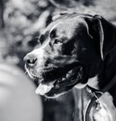 Types Of Dog Bite Injuries That Require Immediate Medical Care