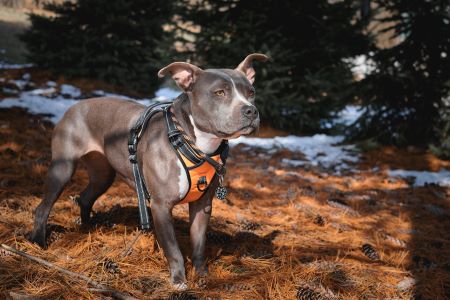 Understanding Careless Management Rules