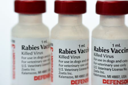 The Hidden Dangers of Rabies and Other Infections