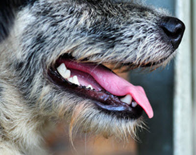 Animal Teeth, Puncture Wounds, and Infections